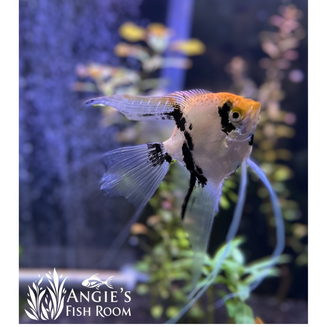 Angelfish - Hobbyist Bred by Angie's Fish Room
